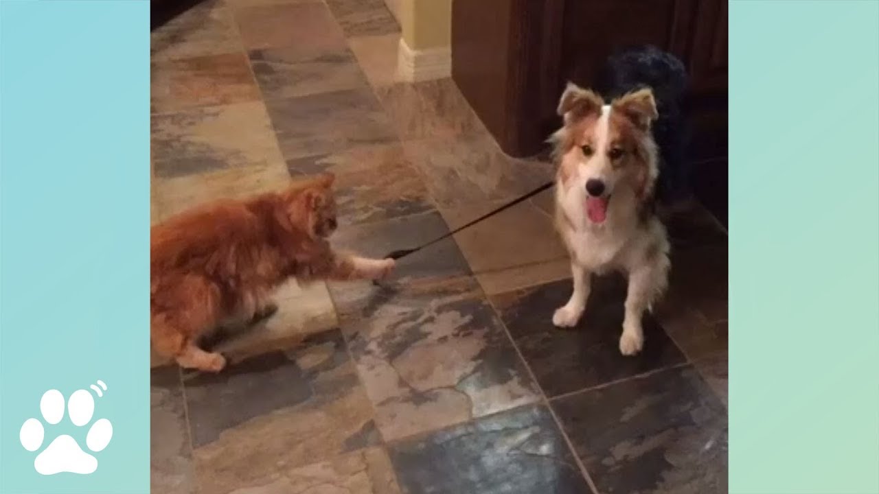 Cat Walks Dog? | Doggo Friday - YouTube
