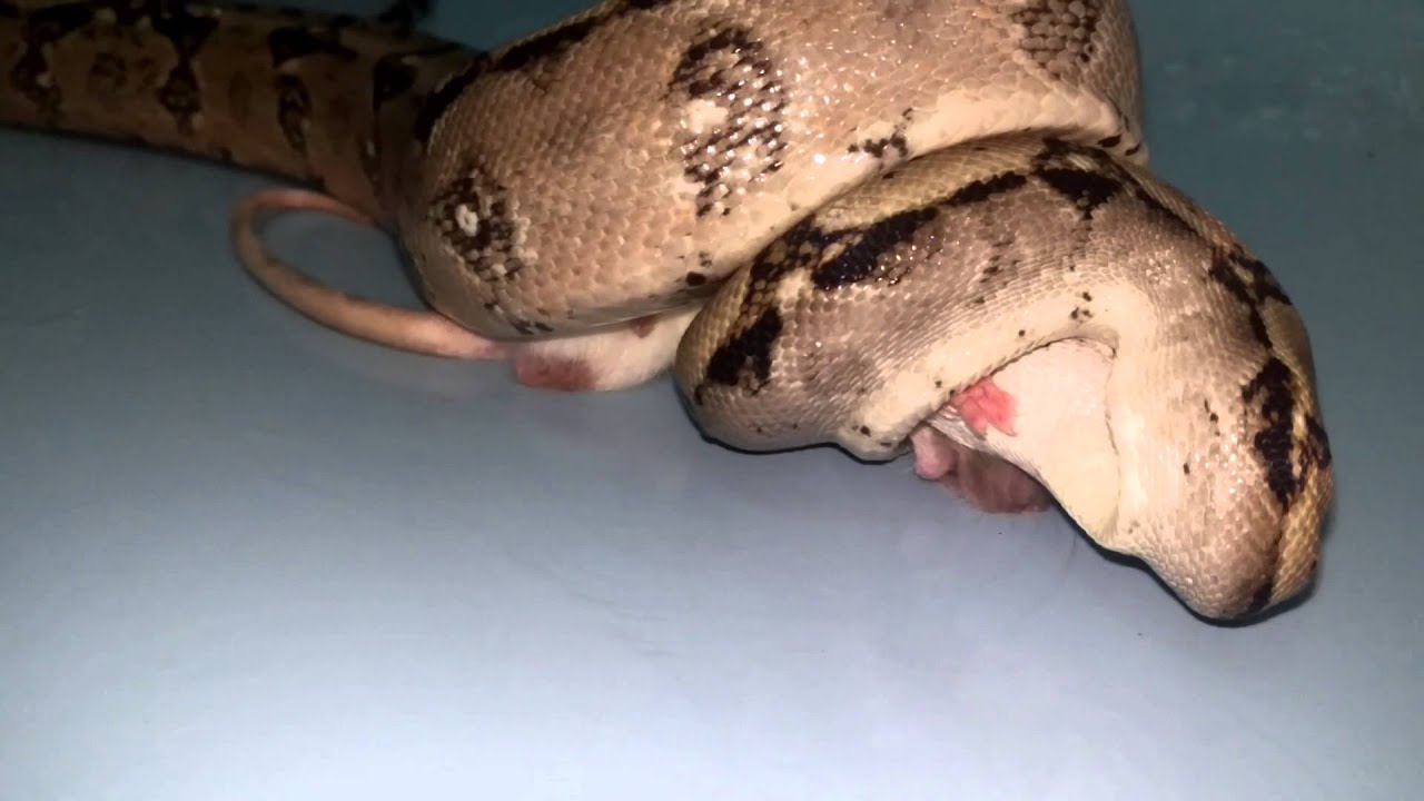 Red Tail Boa eating medium rat - YouTube