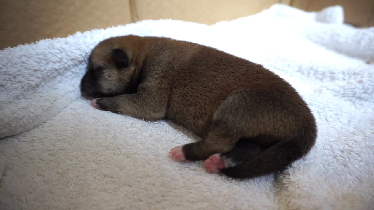 Shiba inu 🐕 recién nacidos (shiba babies🍼) - YouTube