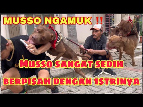 MUSSO NGAMUK ‼️BERPISAH DENGAN ISTRINYA ‼️ SEDIH BANGET