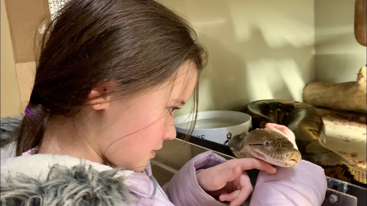 Reticulated Python demands adoration and chin strokes. - YouTube