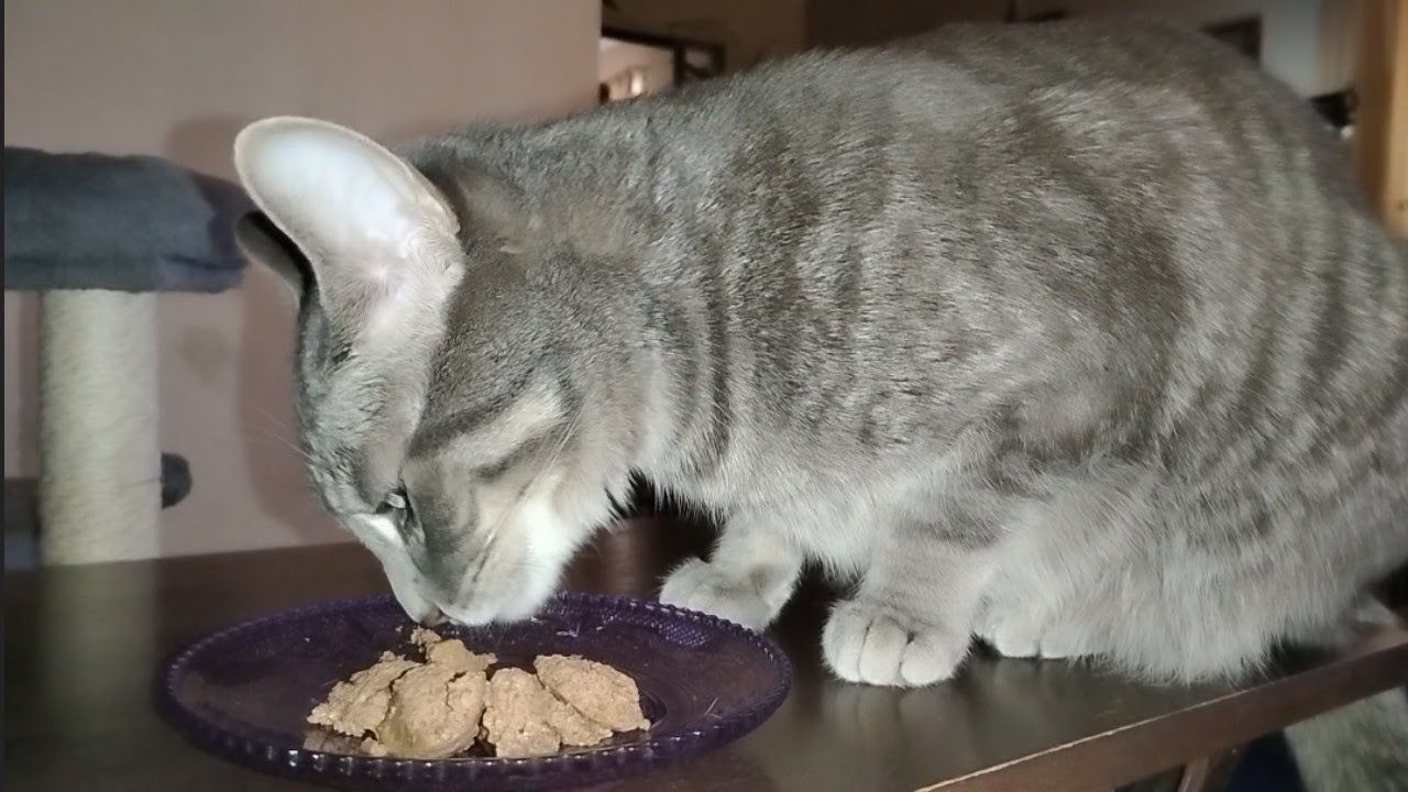 Tabby Cat Eating Chicken Paté - YouTube