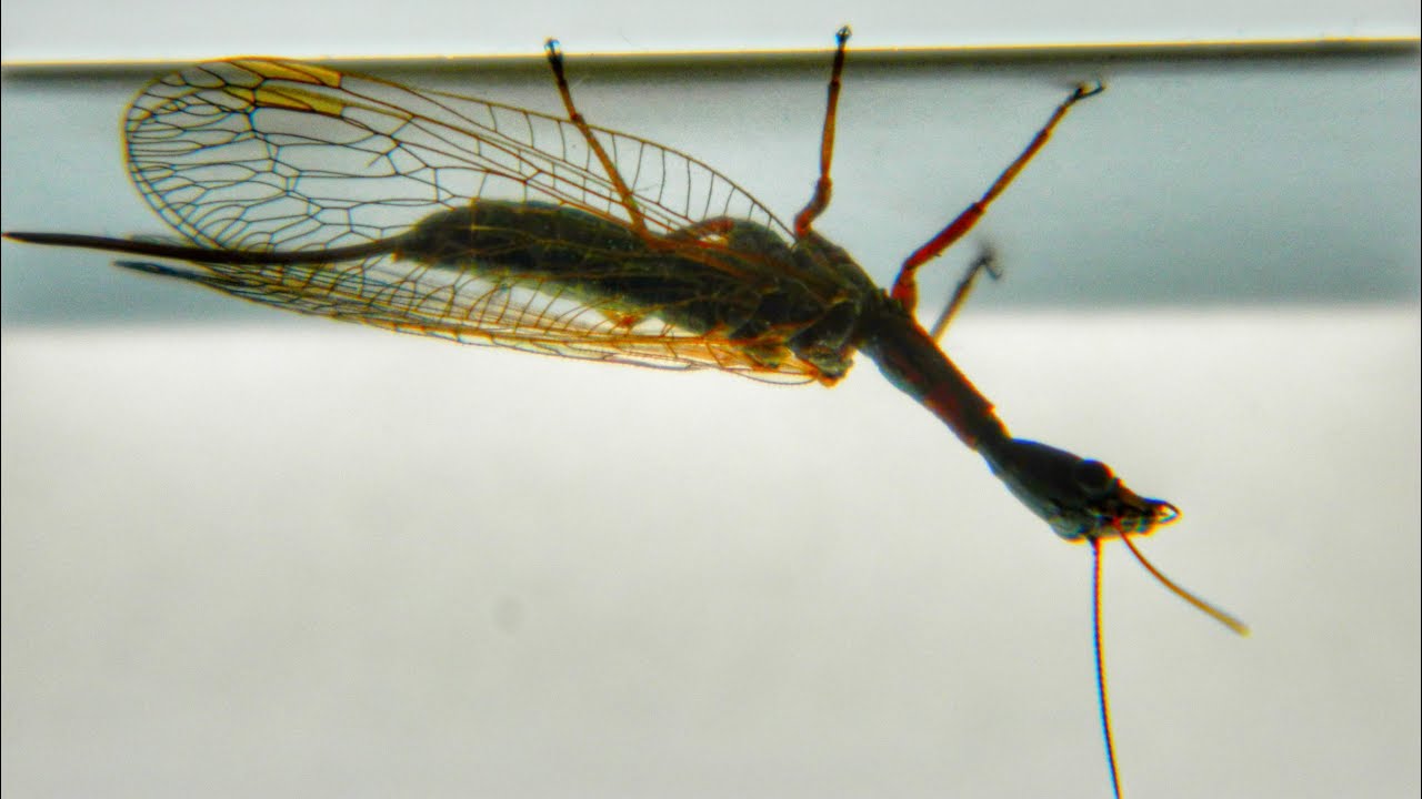 Look at the little bugger! (Dangerous-looking insect) - YouTube