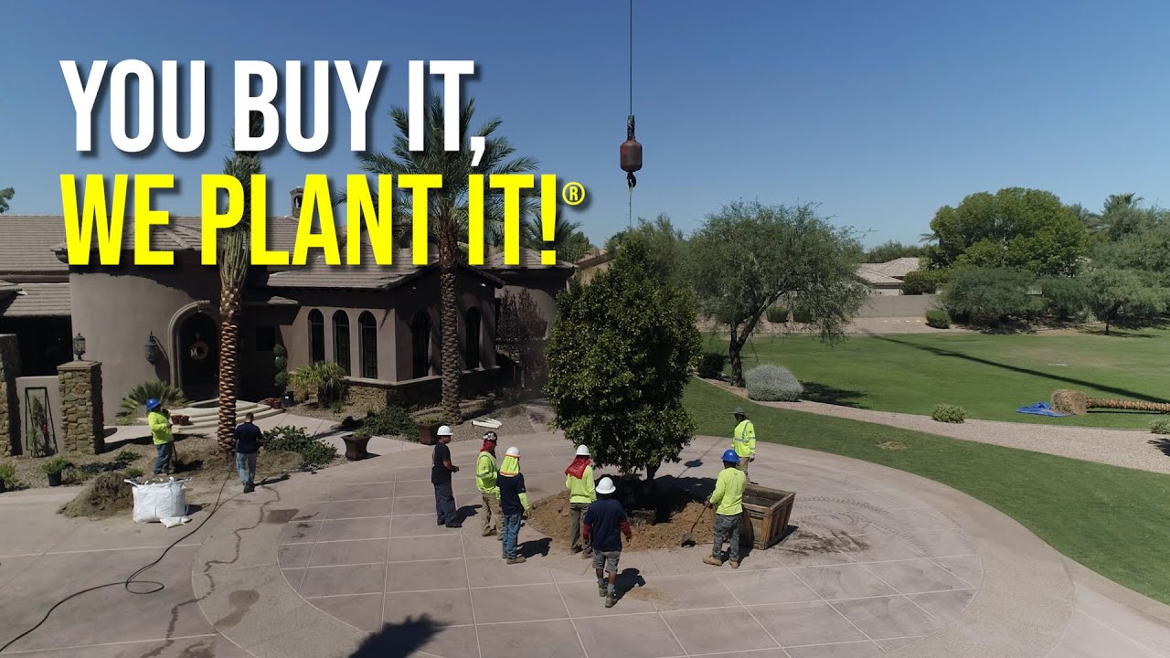 Massive Ficus Trees Planted By Moon Valley Nurseries - YouTube