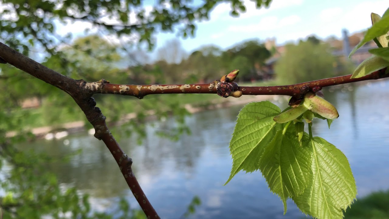 Common lime - twig, buds & young leaves - April 2020 - YouTube