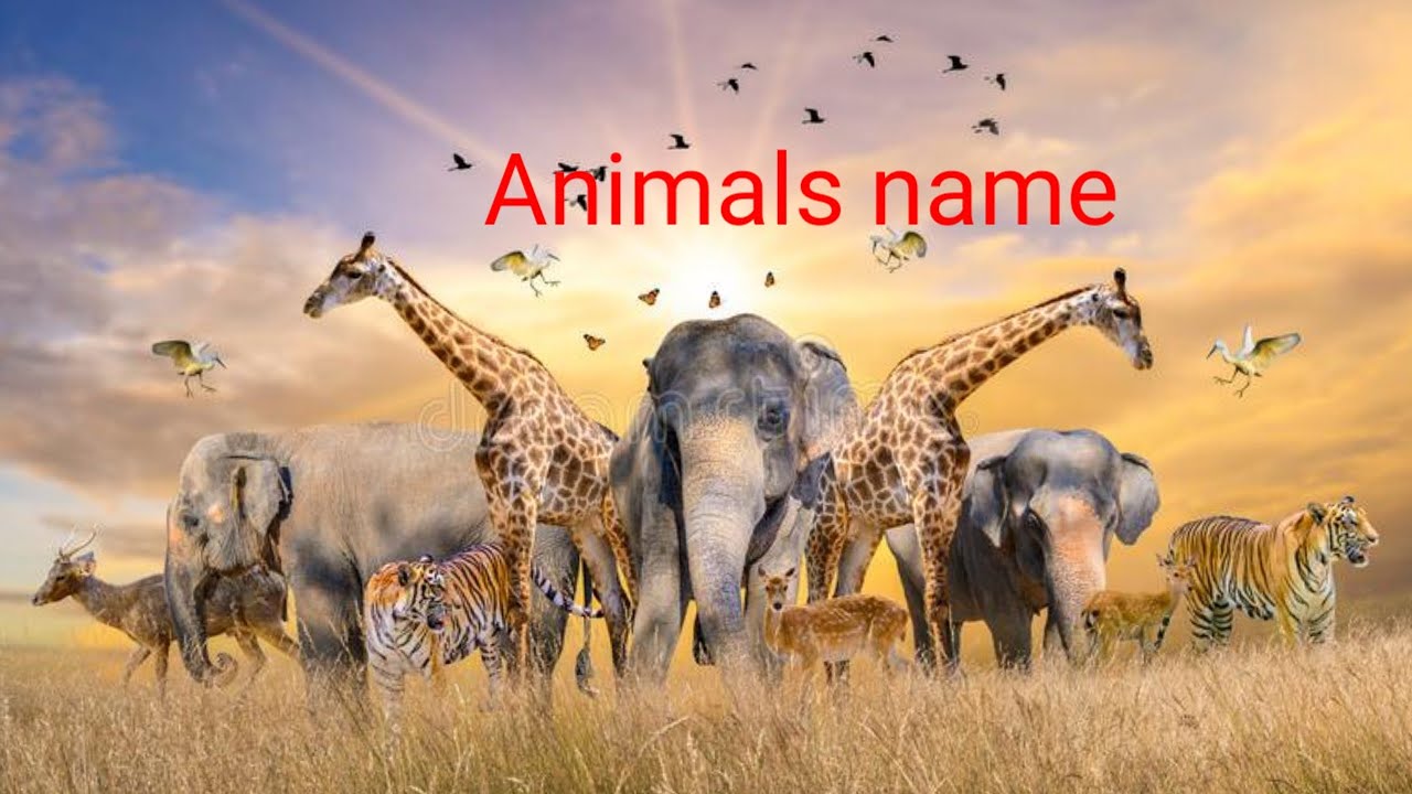 Can You Name THESE Animals? Kids TEST Their Knowledge! - YouTube