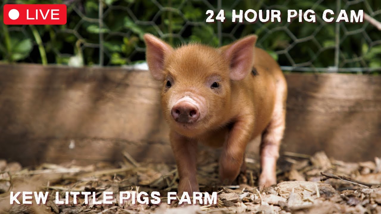 Adorable Pig Cam - Miniature Pigs 24/7 - YouTube