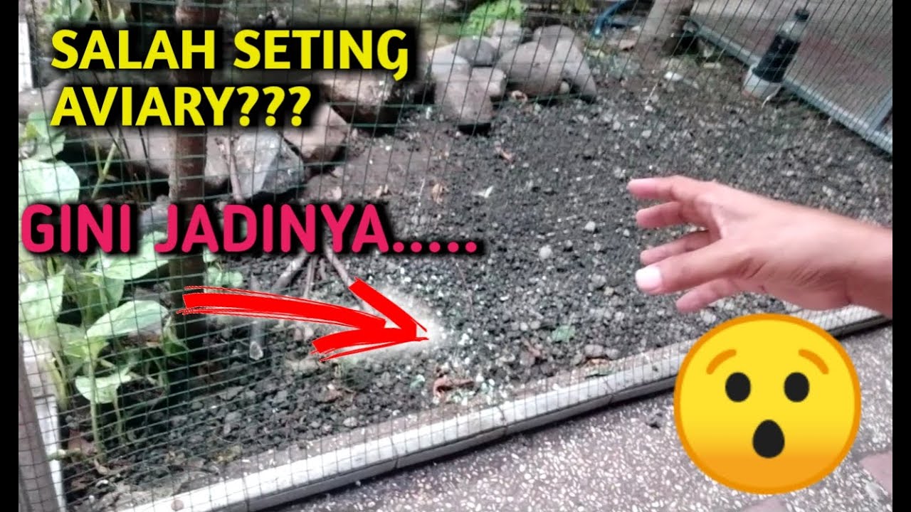 Setting aviary mini di dalam rumah bagi pemula harus faham ini - YouTube