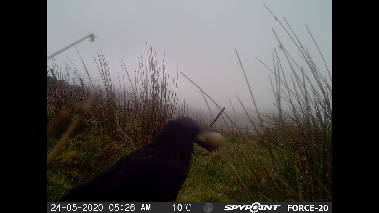 Rooks Eating Wild Bird Eggs In England's Uplands - YouTube