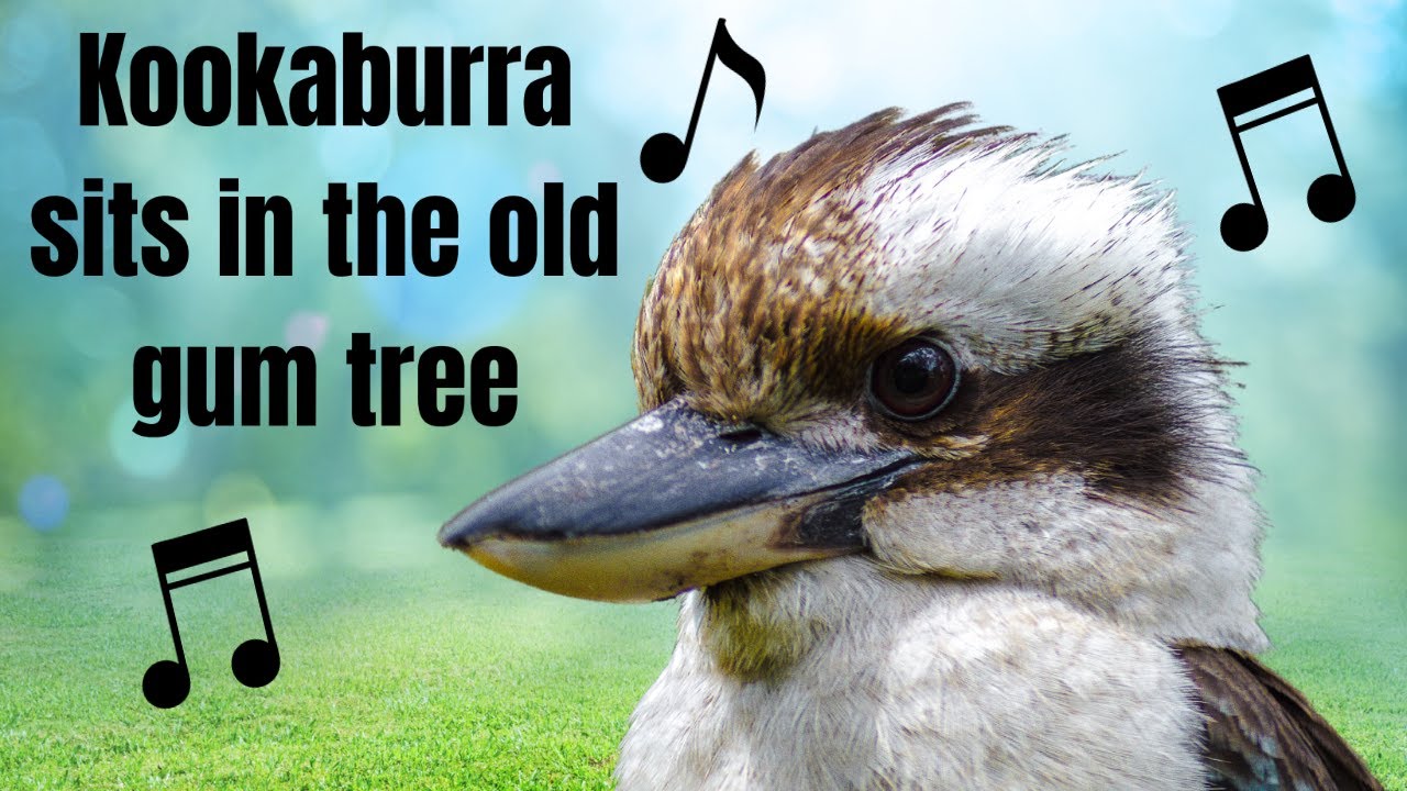 Learn the Kookaburra Song for Camp 🌞 Sing Along Fun for Counselors ...