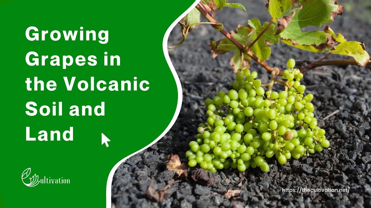 Growing Grapes in the Volcanic Soil and Land - YouTube
