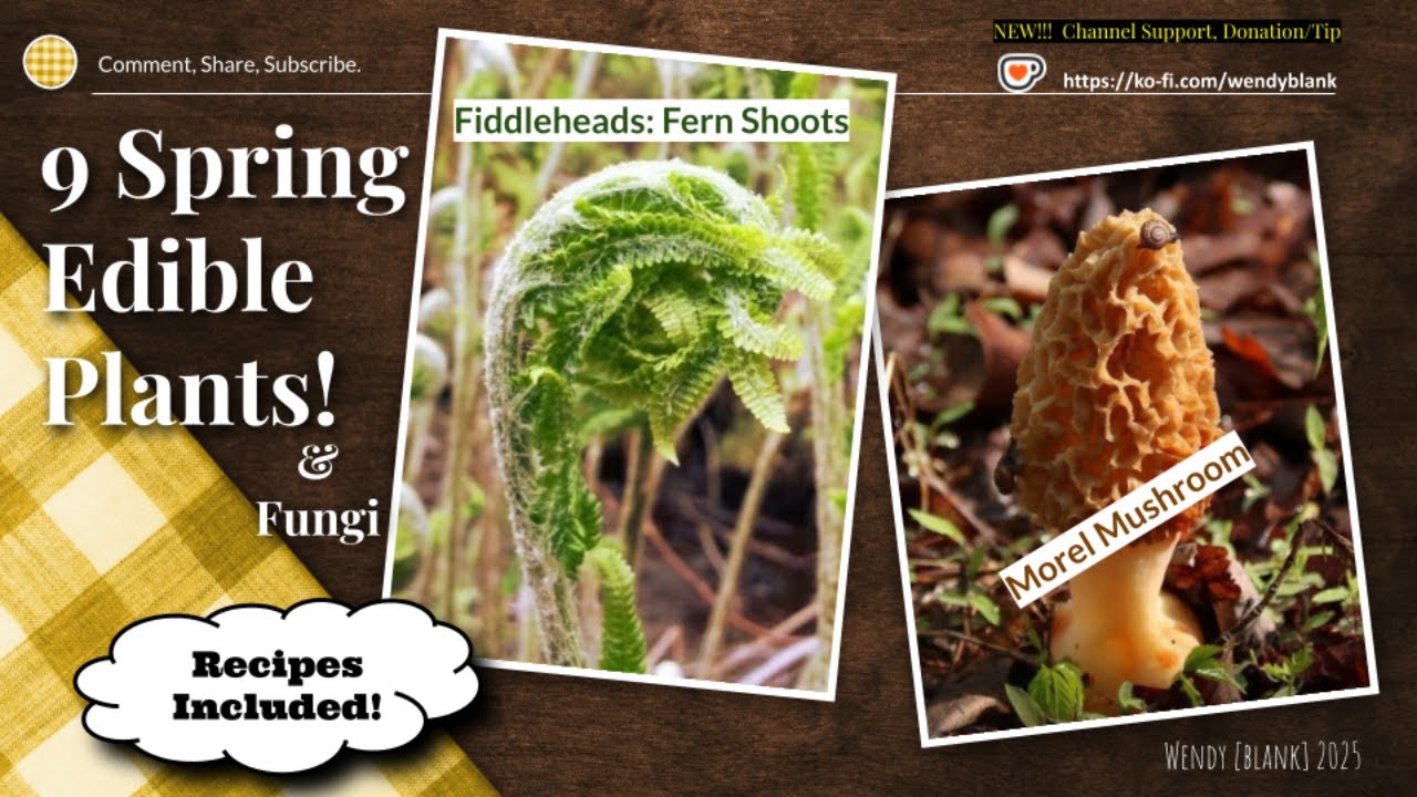 Spring Edibles, Foraging, Health Benefits & Recipes! - YouTube