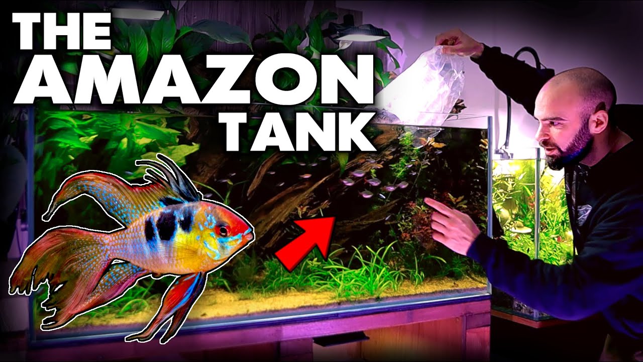 Adding RAMS To The AMAZON Aquarium | MD Fish Tanks - YouTube