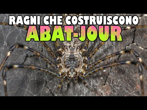 I ragni abat jour: Hypochilidae - YouTube