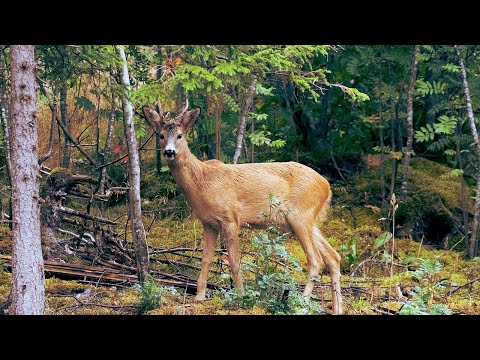 AUTUMN WOODS - CHOPIN - NOCTURNE OP. 9 NO.2