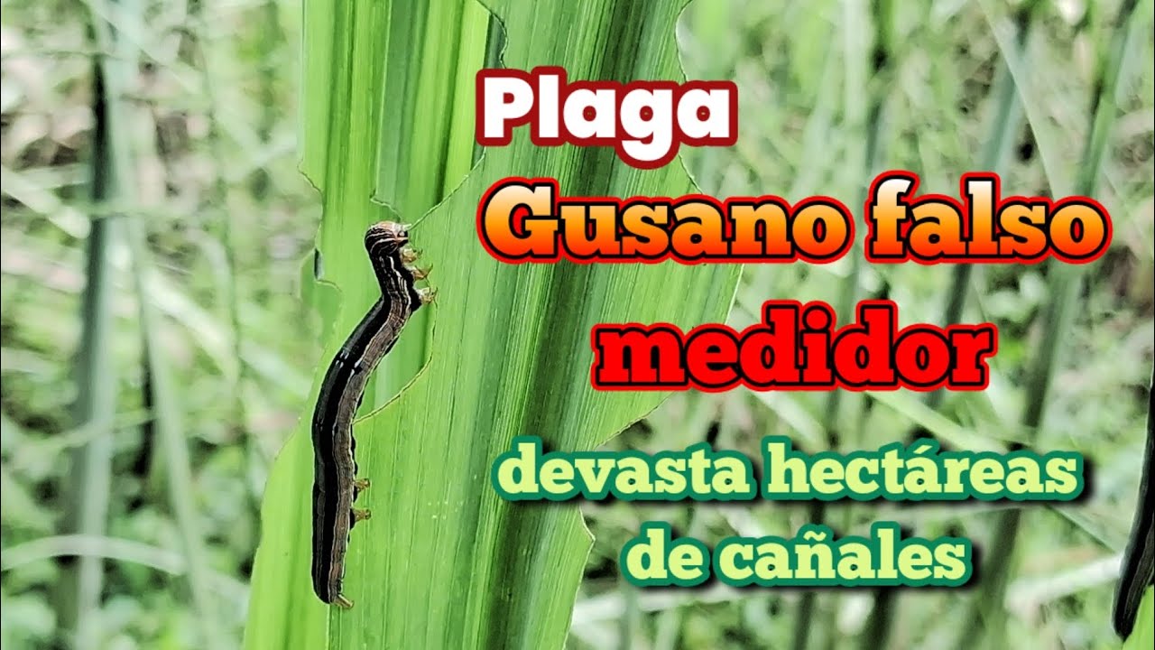 Plaga de Gusano Falso Medidor devasta hectáreas de caña - YouTube