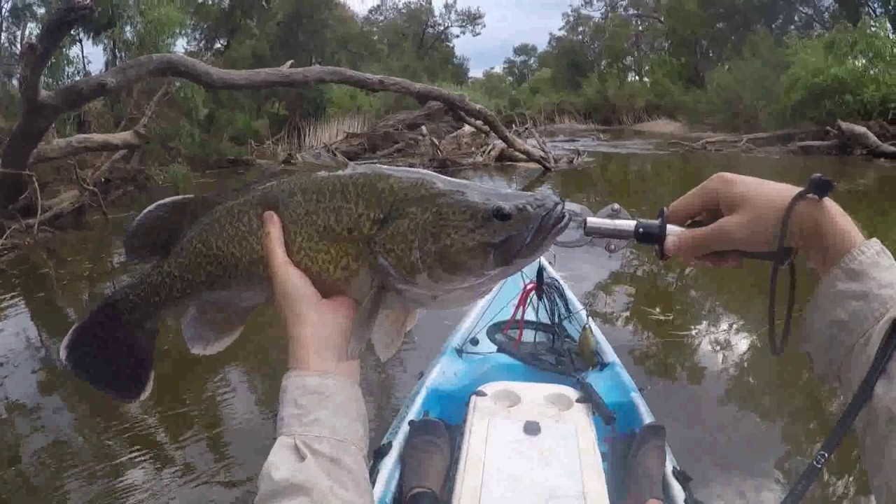 Murray Cod Opening 2016 - Cudgegong River Mudgee - YouTube