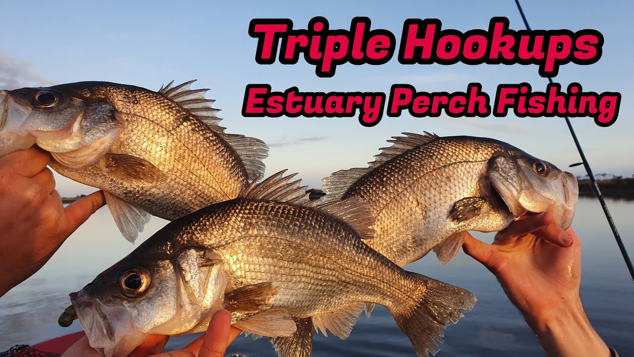Triple Hookups Estuary Perch Fishing - YouTube