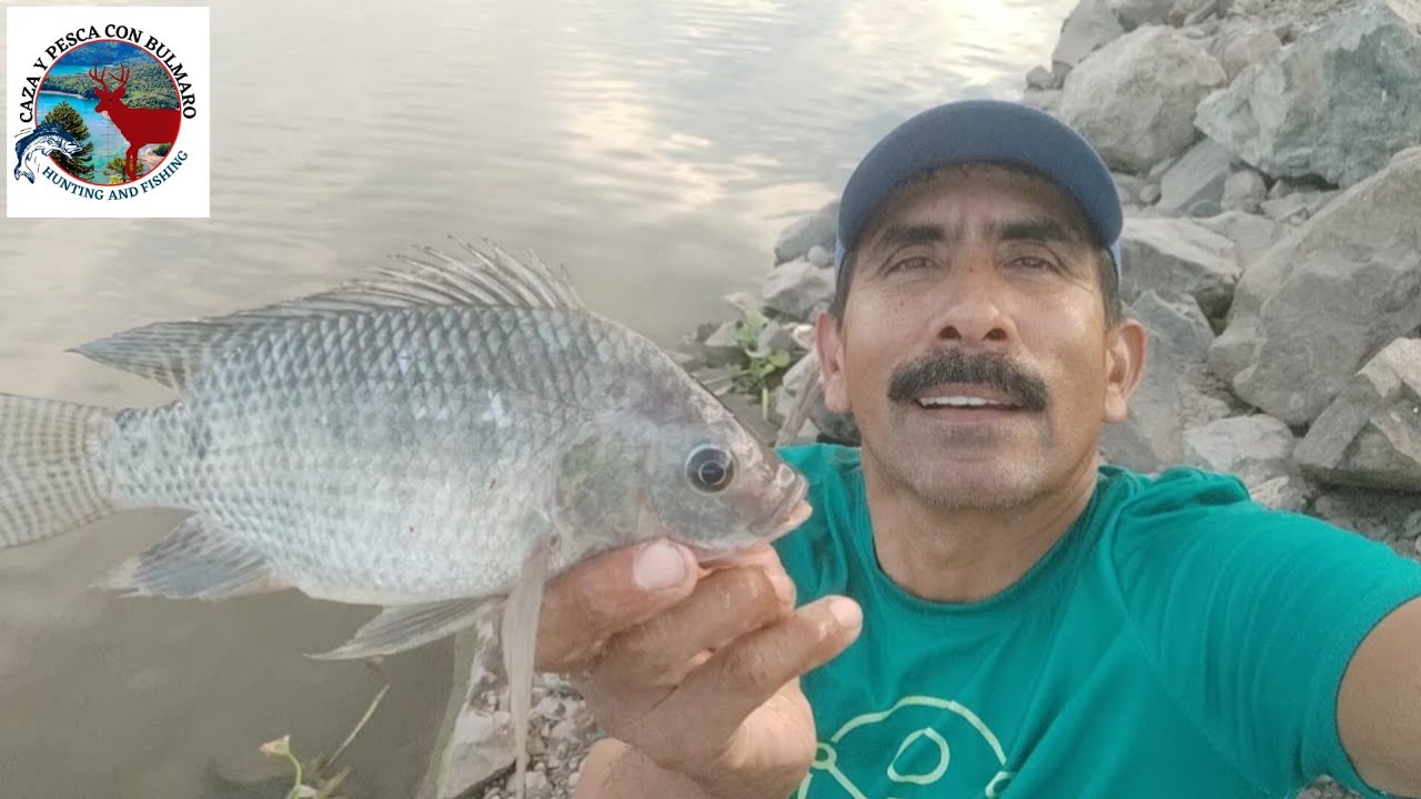 PESCA DE MOJARRAS CON ATARRAYA EN EL RIO HUMAYA (Culiacán Sinaloa ...