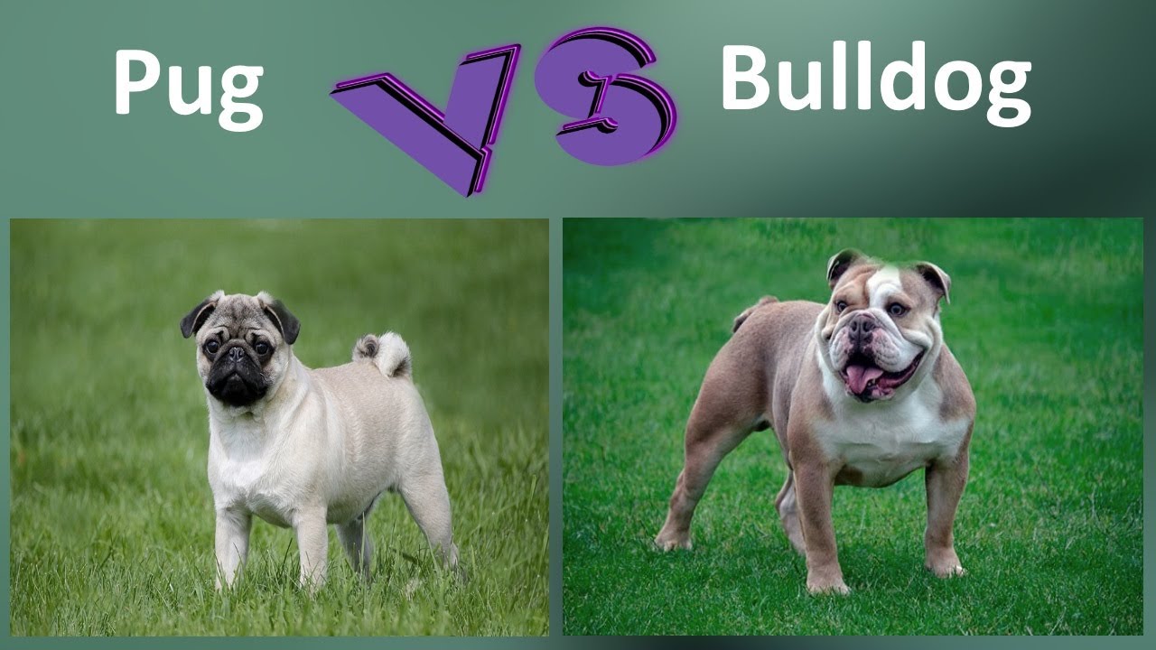 Pug VS Bulldog - Breed Comparison - Bulldog and Pug Differences - YouTube
