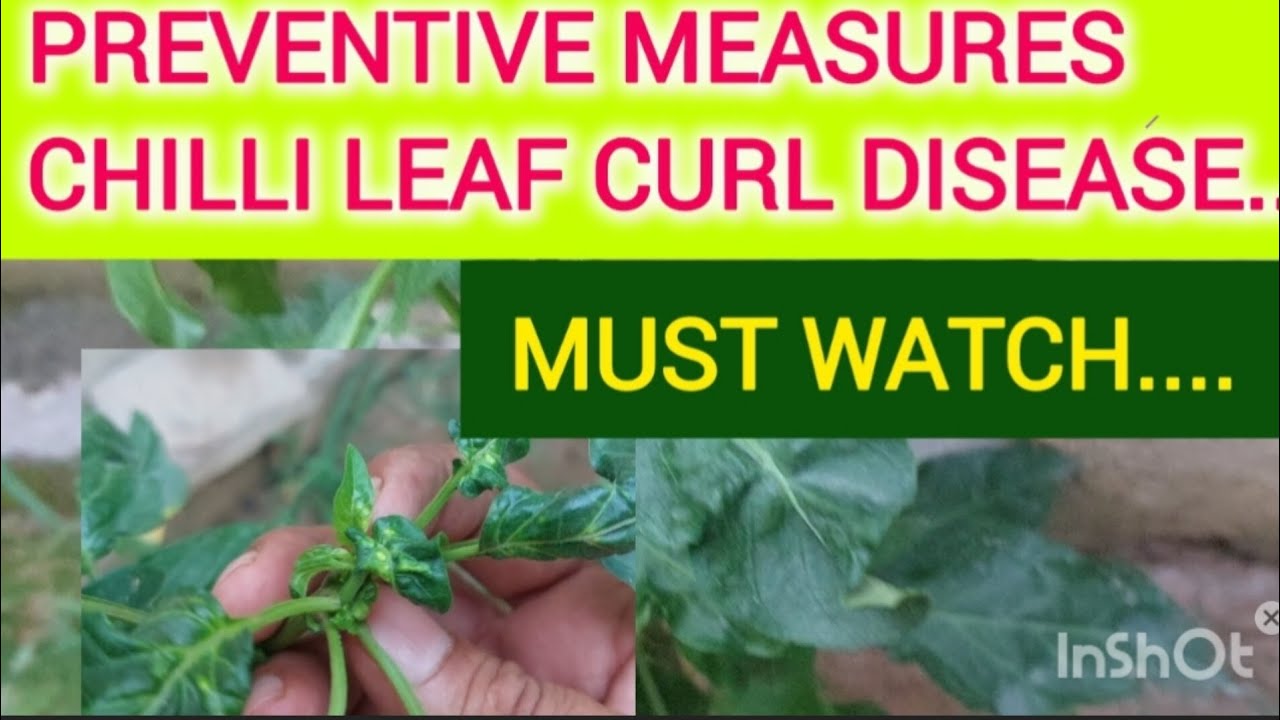How to prevent chilli from Leaf curl disease..#sgyv #nature #chilli # ...