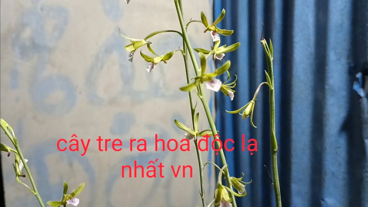 góc tre ra hoa độc lạ nhất VN. - YouTube