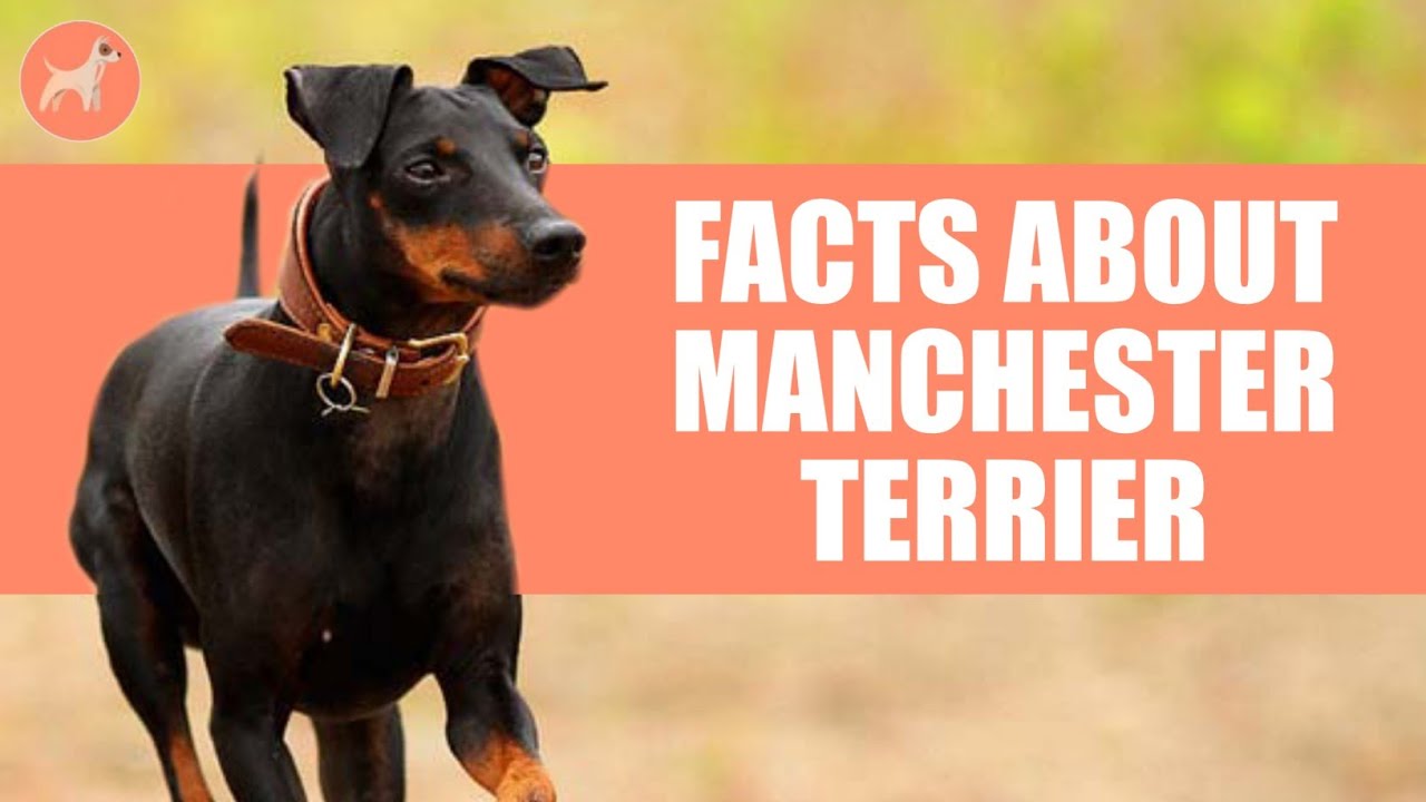How Big Does A Manchester Terrier Get