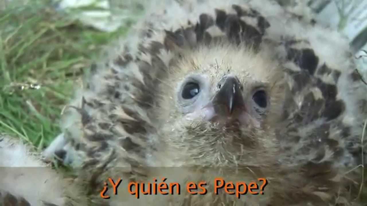 La vida en australia. 2 - Cria de Rapaces - YouTube