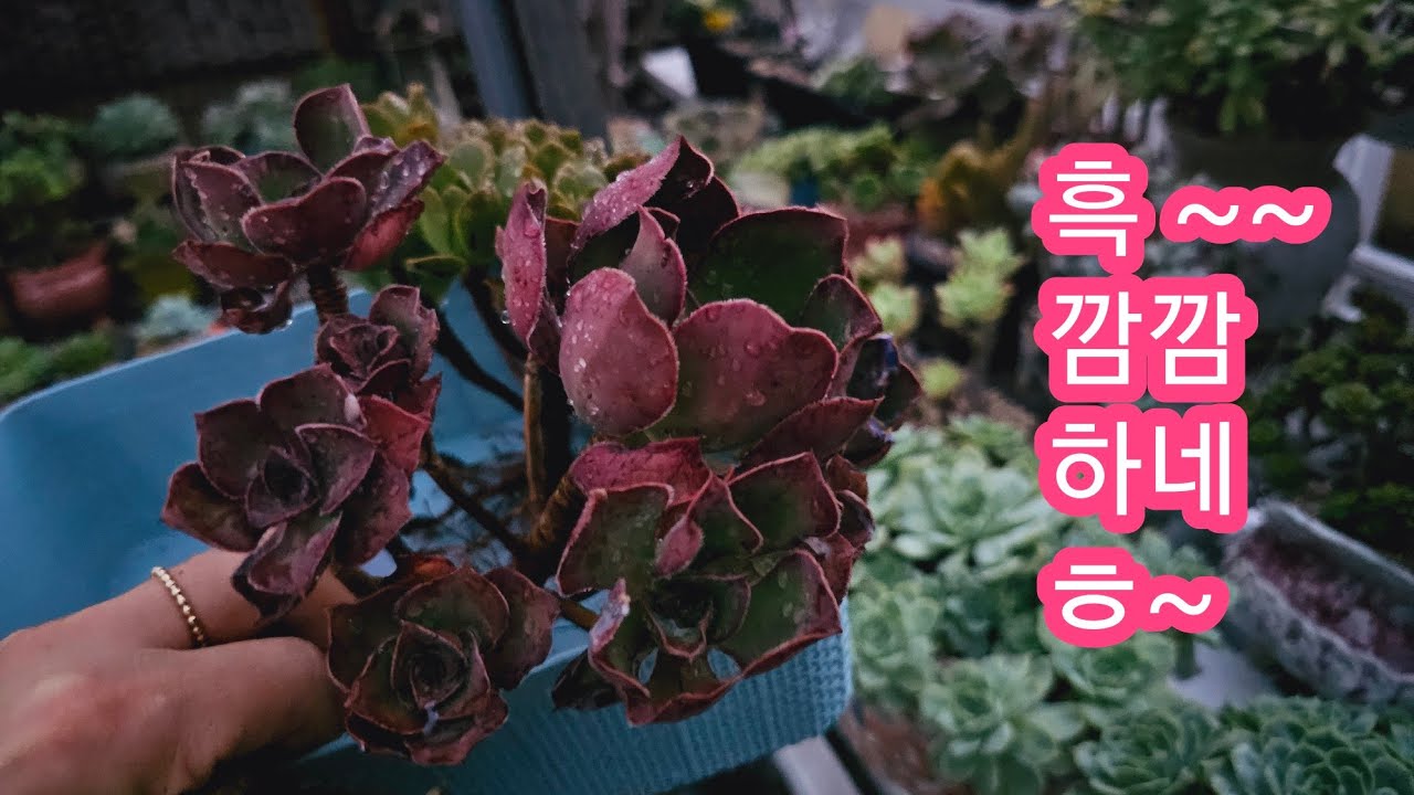 미미네옥상다육💗바람이 좀 심하게 불어서 일보고 급히💥옥상에 올라갔어요신입로스코프레드법사흑사💗23829korean