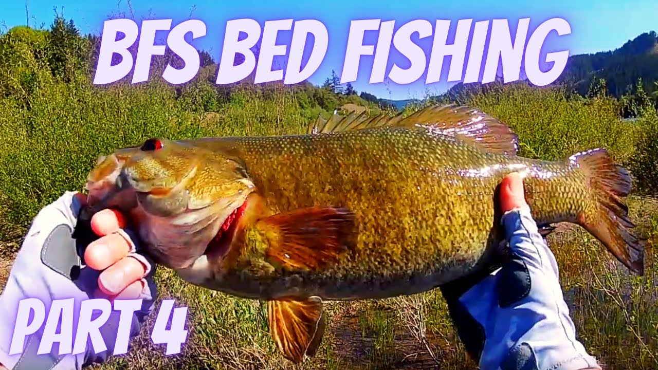 BFS Bed Fishing with Dobyns Sierra Ultra Finesse Casting Rod. Umpqua ...