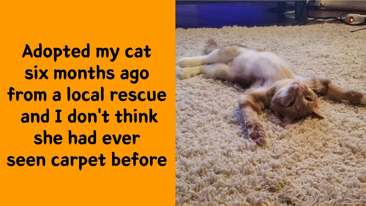 50 Hilarious & Heartwarming Cat Posts That Will Brighten Your Day ...