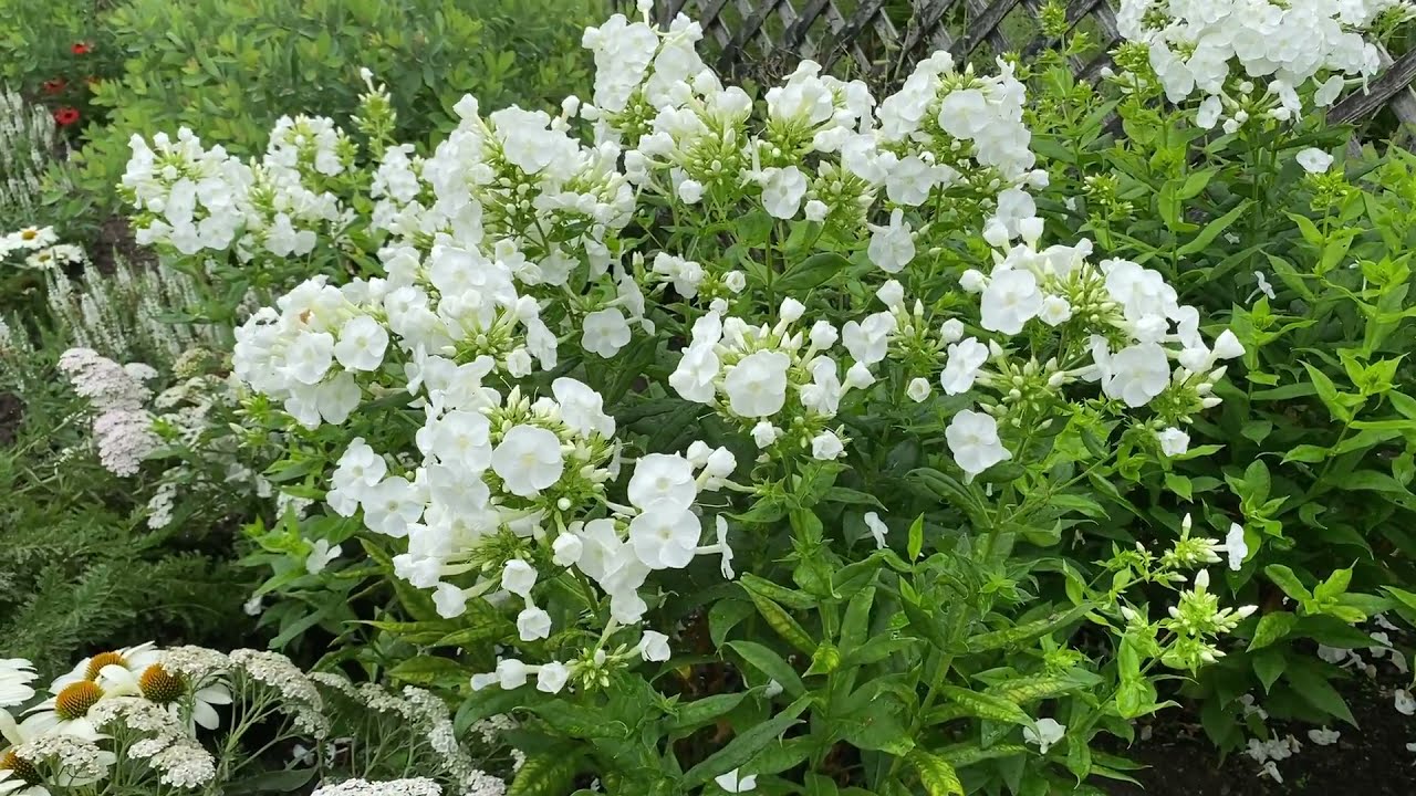 Luminary Backlight Phlox - YouTube