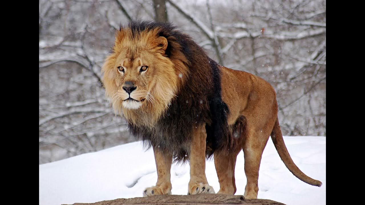 صوت اسد - YouTube