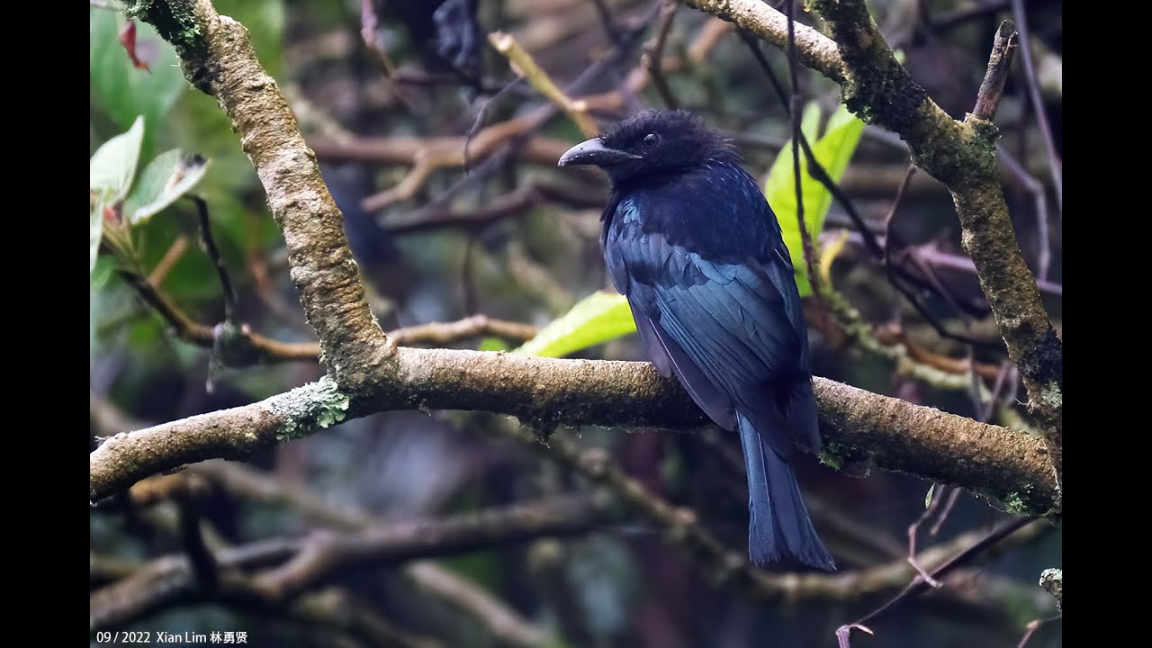 发冠卷尾 Hair crested Drongo in Malaysia Sabah Borneo - YouTube