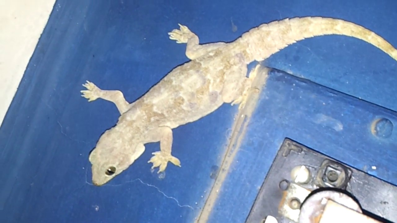 Friendly pet home lizard - YouTube