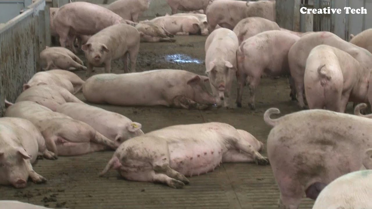 Modern pig farming technology 🐖 Fresh pork production process 🐖 Pork ...
