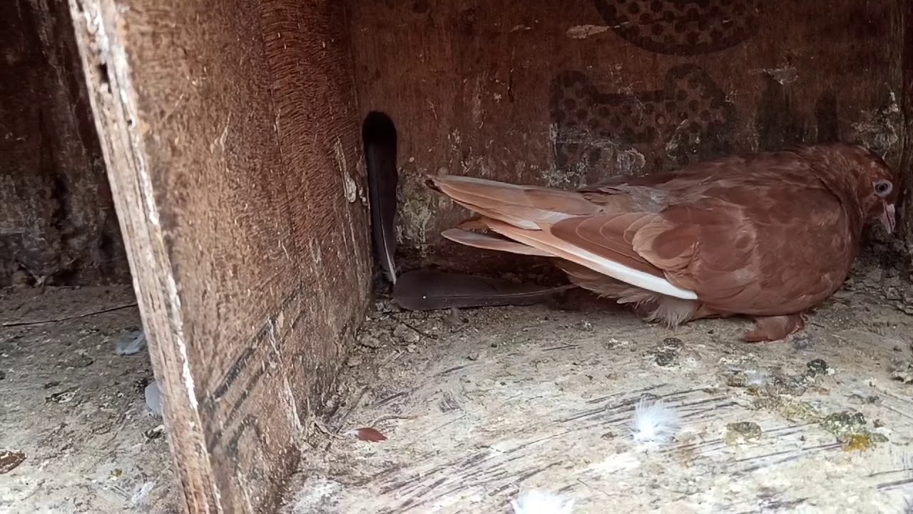 Pigeon laying egg // laying process in pigeon//high flyer pigeon - YouTube