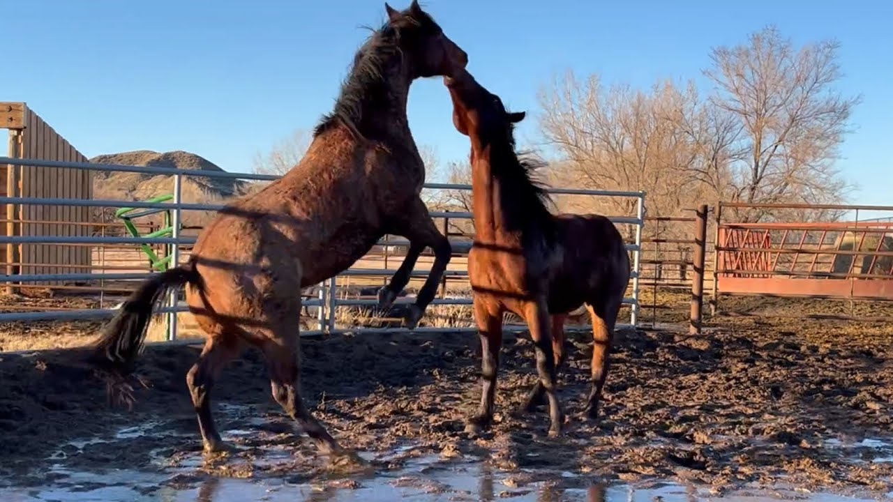 Studs Play In The Mud - YouTube