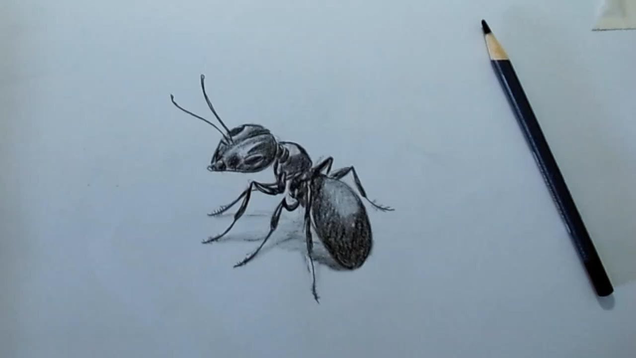 como desenhar uma FORMIGA - YouTube