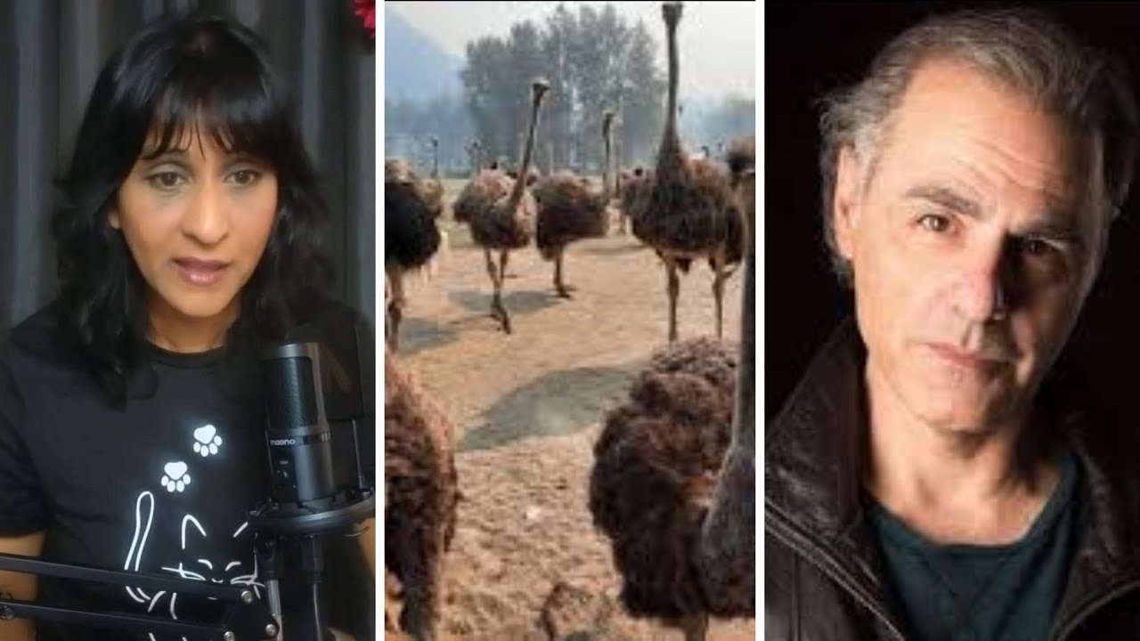 Surprise Live! with Shadoe Davis and the Ostriches - YouTube