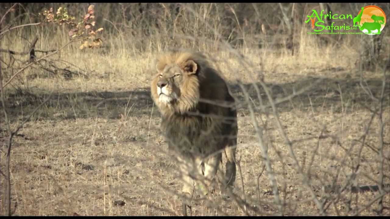 Lion Alert - Save Africa's Lions! - YouTube