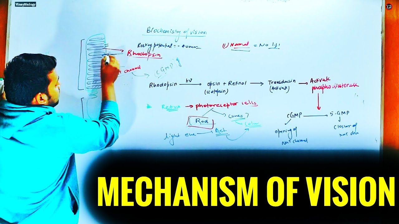 Biochemistry Of Vision || Human eye || Vinay Biology - YouTube