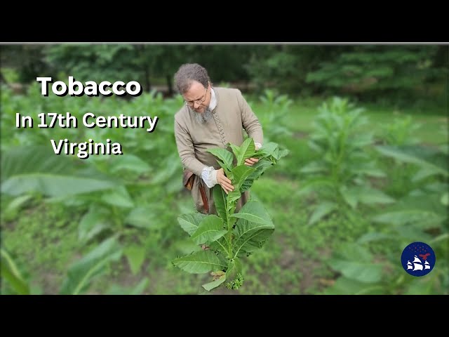 Tobacco Colonial America