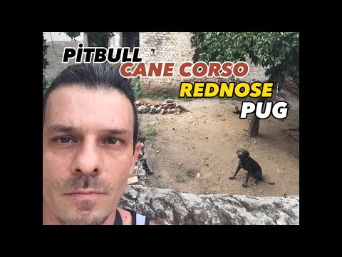 KÖPEKLERE KÖPEK DEYİP GEÇMEMEK LAZIM