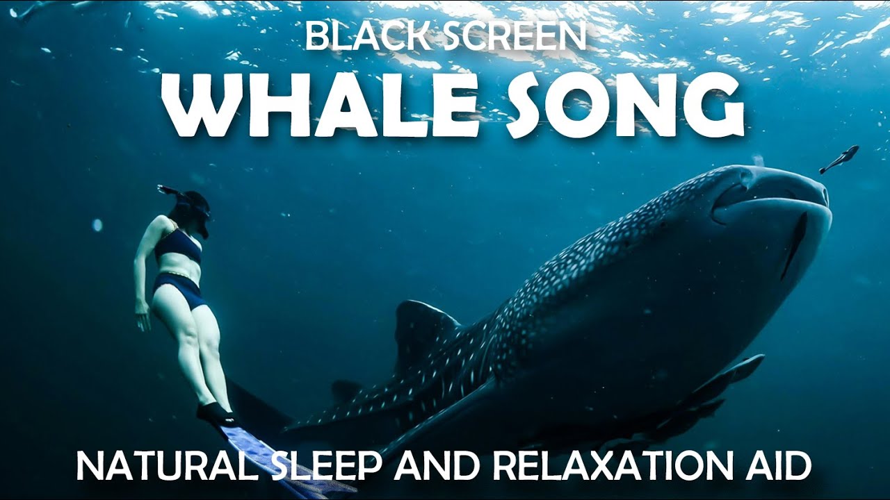 Whale Song To Help You Fall Asleep Fast 🐋 Soothing Underwater Whales ...