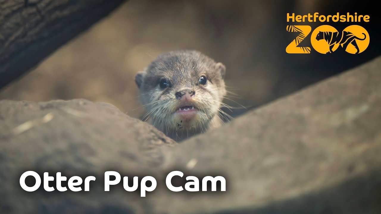 Otter Pup CCTV Cam 🔴 | Hertfordshire Zoo - YouTube