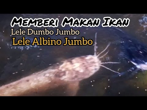 Memberi Makan Ikan - Lele Albino Jumbo - Lele Dumbo Jumbo - YouTube