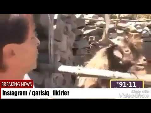 Gulməli video