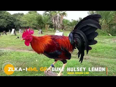 DUKE HULSEY LEMON (EDDIESIOSONLINE) - YouTube
