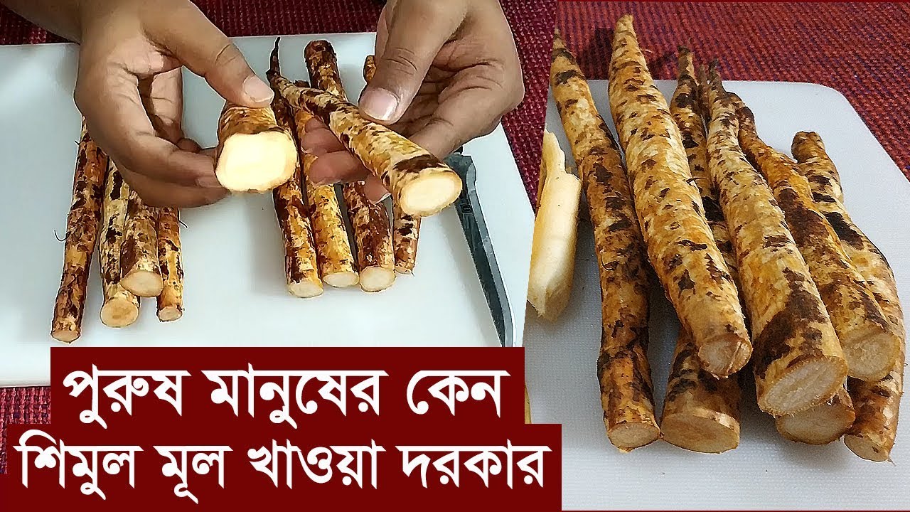 শিমুল গাছের মূলের উপকারিতা জেনে নিন।Bombax ceiba root or Shimul Mul ...